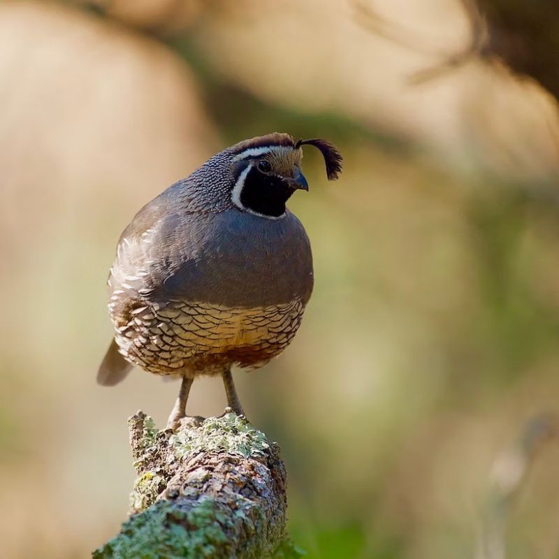 California Trivia : Questions, Answers & Facts | History By Mail ...