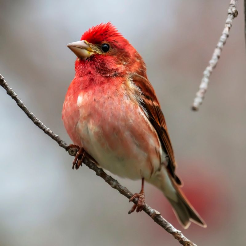 New Hampshire's State Trivia and History | History By Mail – History by ...