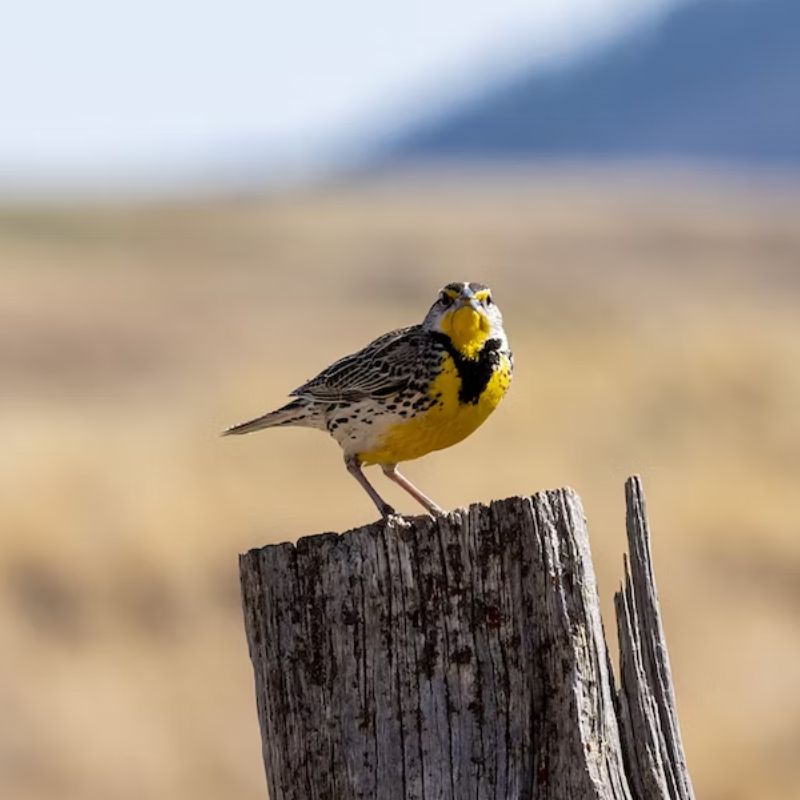 Oregon's State Trivia and History | History By Mail – History by Mail