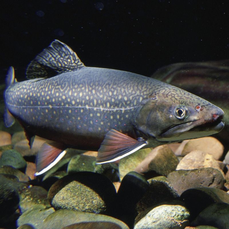 New Jersey's State Trivia and History | History By Mail – History by Mail