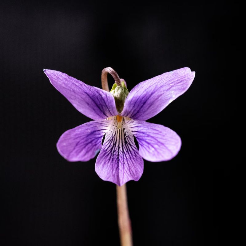 New Jersey's State Trivia and History | History By Mail – History by Mail