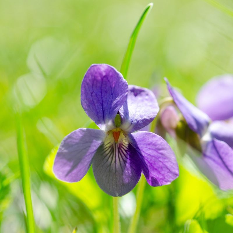 Wisconsin's State Trivia and History | History By Mail – History by Mail