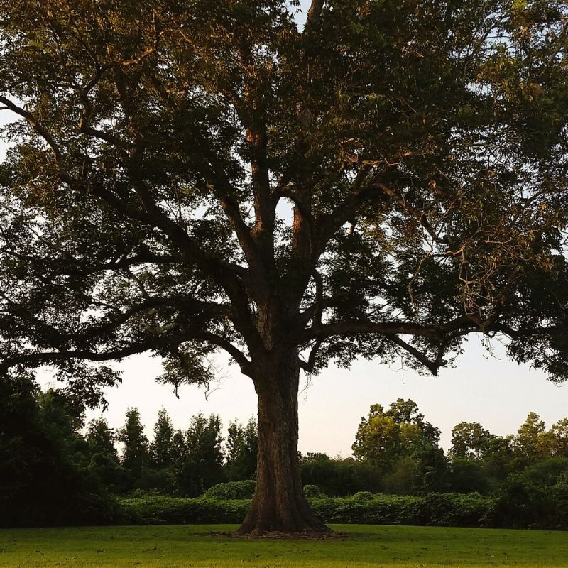 Texas's State Trivia and History | History By Mail